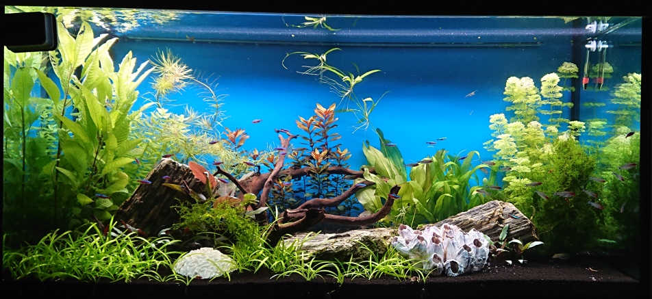 Akváriové rastliny - Akvaland.sk