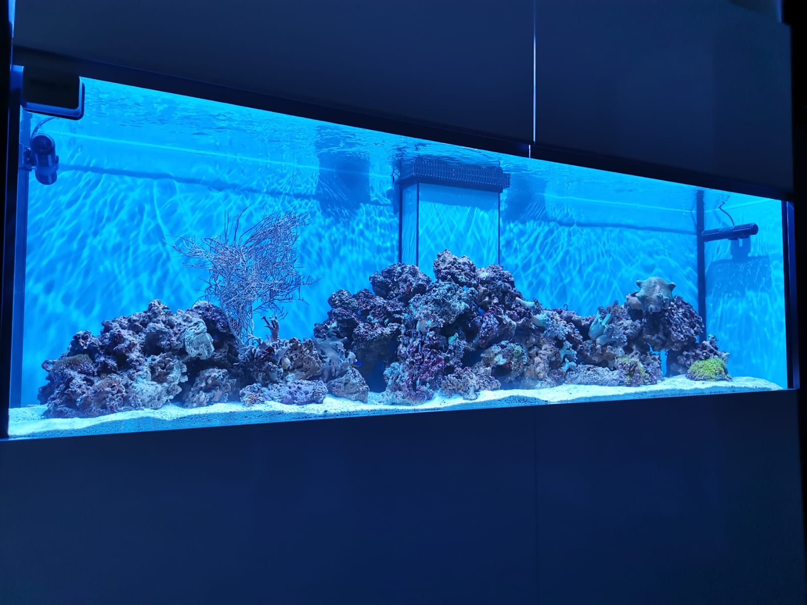 Akváriové rastliny - Akvaland.sk