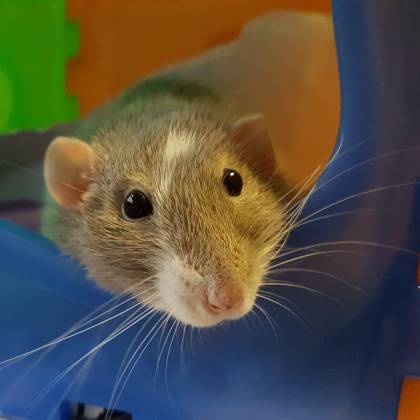 Největší potkan na světě: mýtus nebo legenda? | BOVRAM.cz