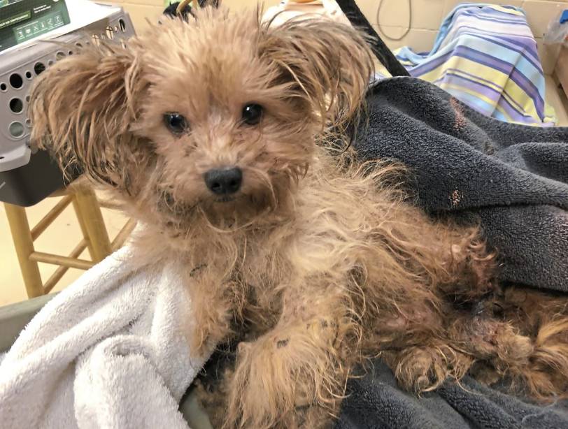 Kontakty - Wanted Dog