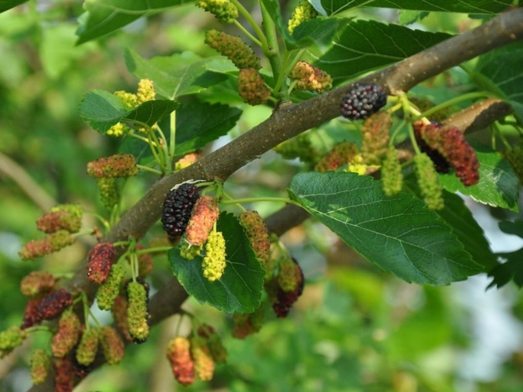 Moruša ´Gerardi Dwarf´ - Záhradníctvo Spomyšl